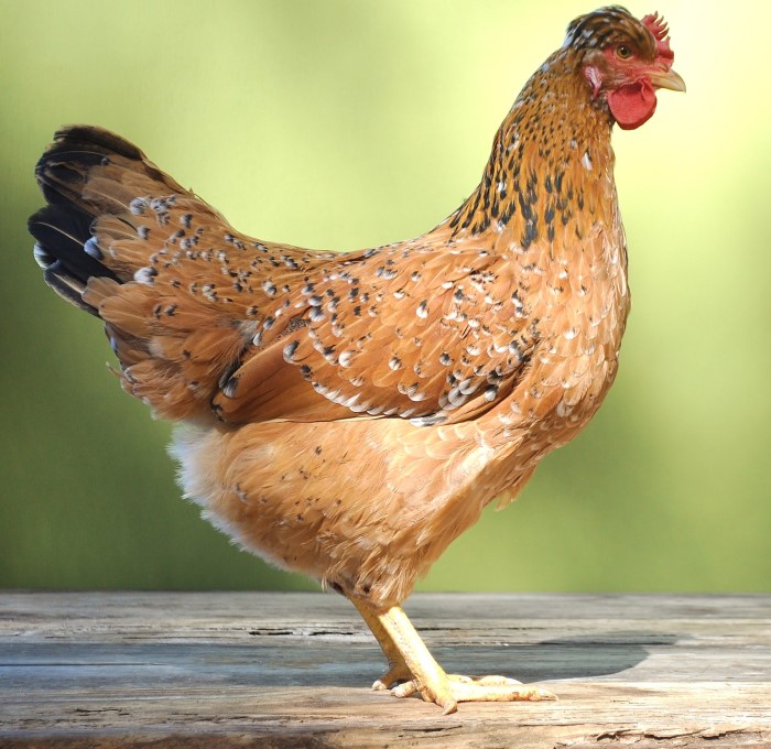 Swedish Flower Hen - Breed Profile - Backyard Poultry